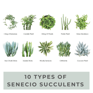 Top 100+ Popular Succulent Pictorial Guide