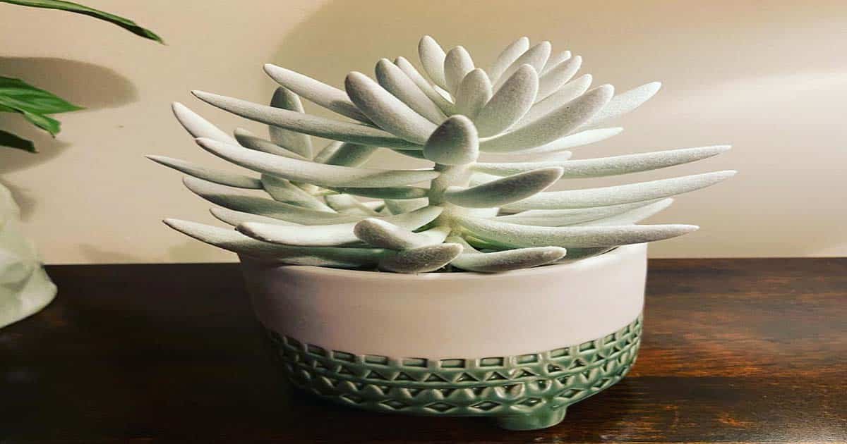 Caring For Your Succulent Senecio Plants