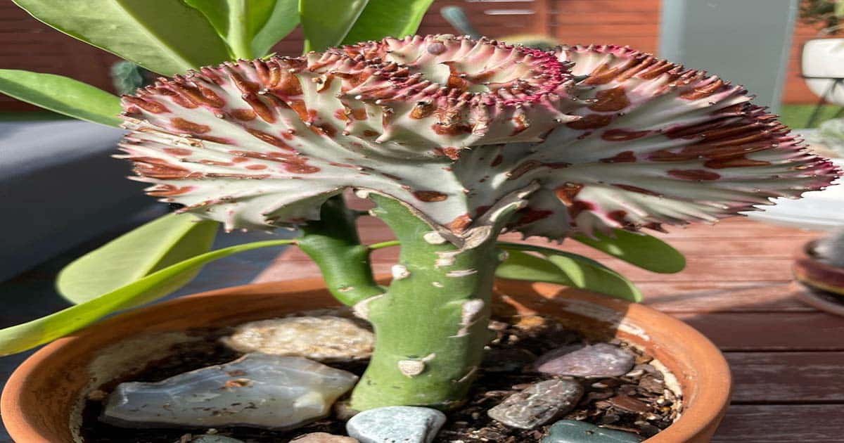Tips For A Healthy Coral Cactus