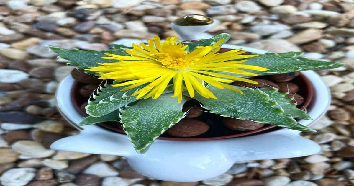 Tips For Growing A Healthy Tiger Jaws Succulent