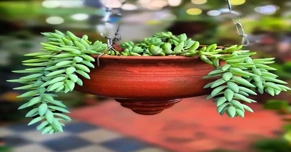 How To Grow A Healthy Donkey's Tail