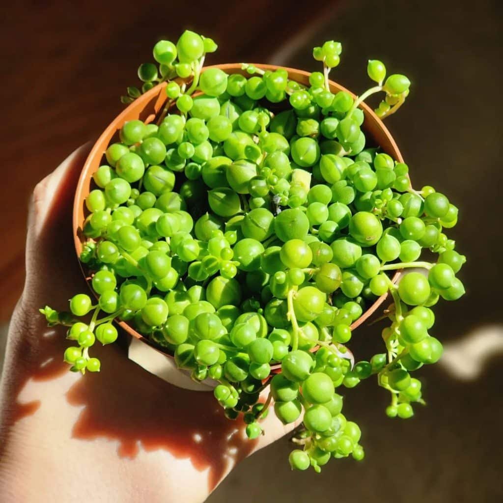 Caring For Your Succulent Senecio Plants