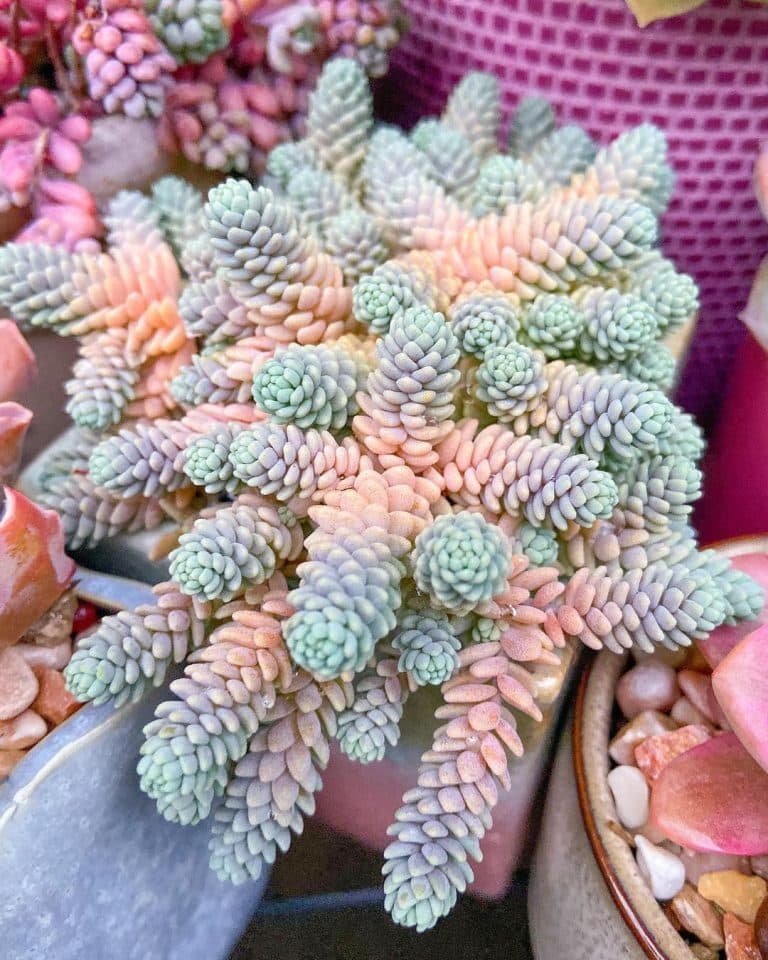 50 Hardy Succulents That Are Good For Cold Weather