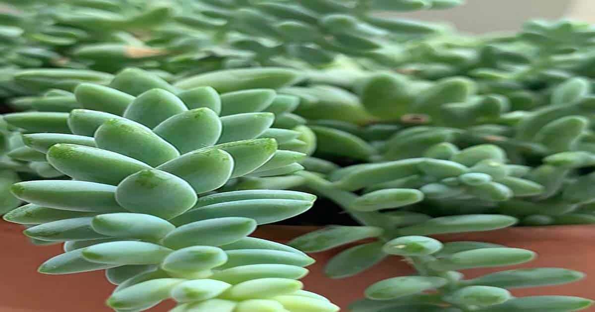 How To Grow A Healthy Donkey's Tail