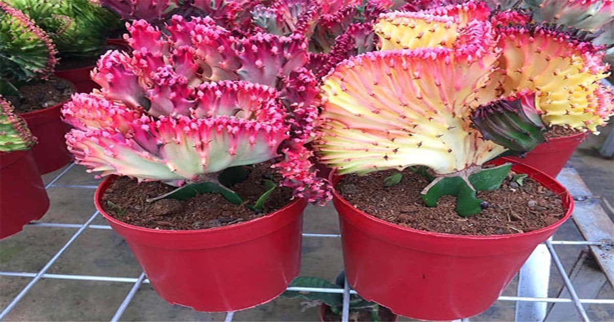 Tips For A Healthy Coral Cactus