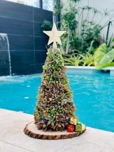 50 Stunning Succulent Christmas Trees