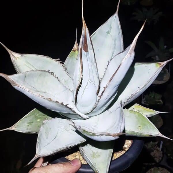 60 Types Of Popular White Succulent With Names And Pictures
