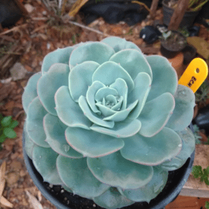 55 Gorgeous Blue Succulent With Names And Pictures