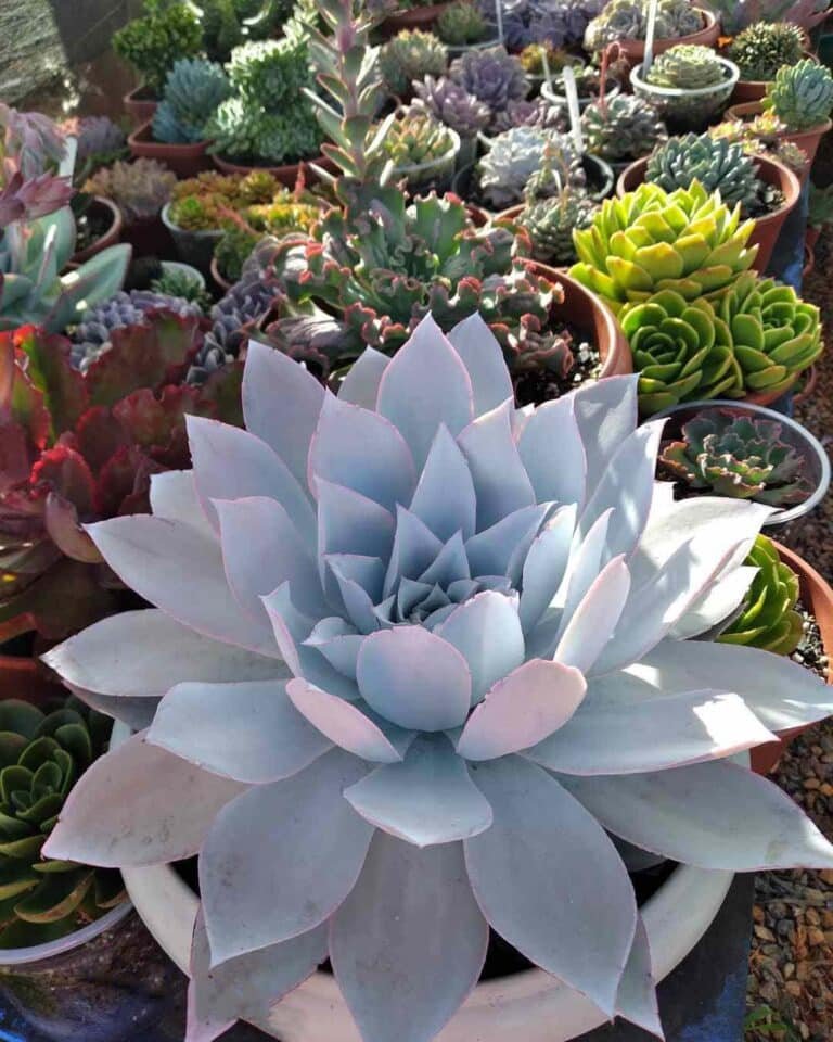 60 Popular Pink Succulents That Everyone Loves