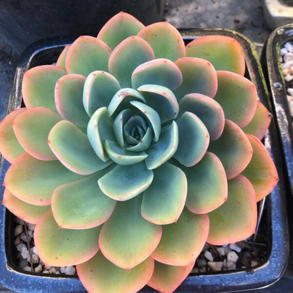 55 Gorgeous Blue Succulent With Names And Pictures