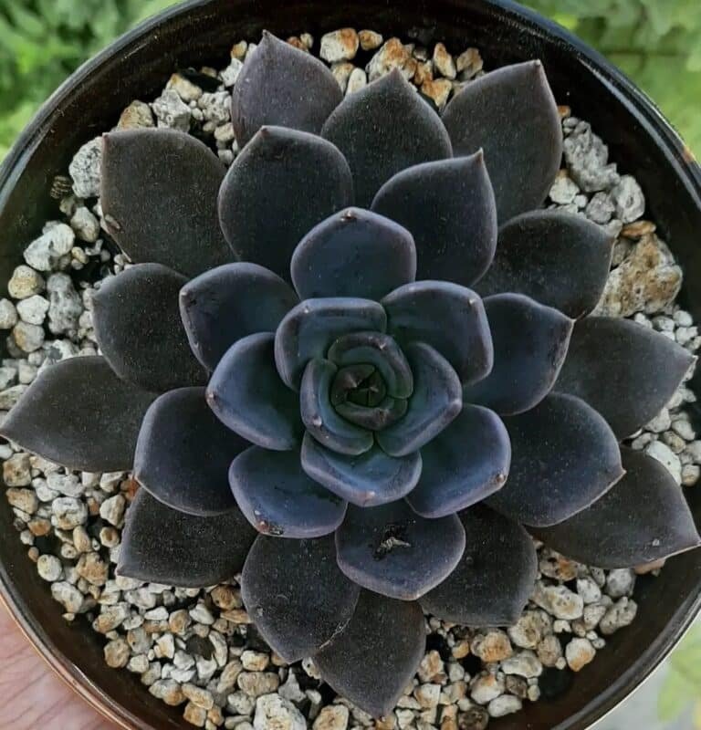 22 Popular Black Succulent With Names And Pictures