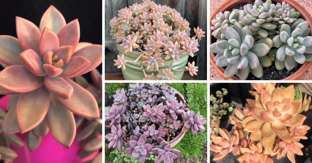 12 Types Of Graptosedum Pictorial Guide