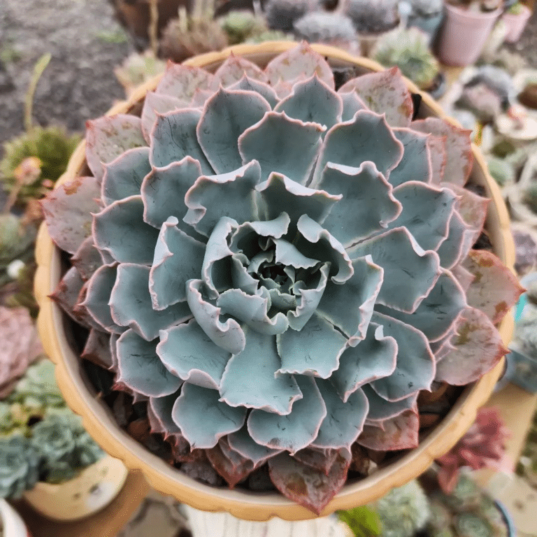 55 Gorgeous Blue Succulent With Names And Pictures