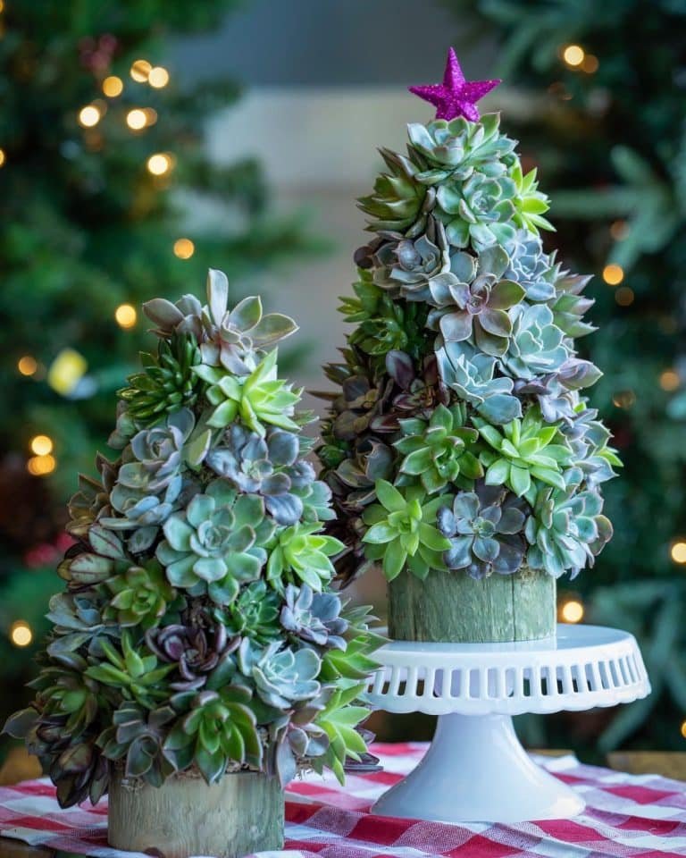 50 Stunning Succulent Christmas Trees