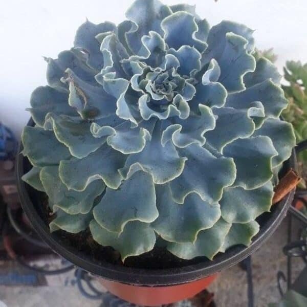 55 Gorgeous Blue Succulent With Names And Pictures
