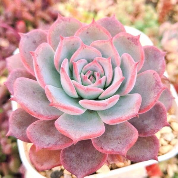 60 Popular Pink Succulents That Everyone Loves