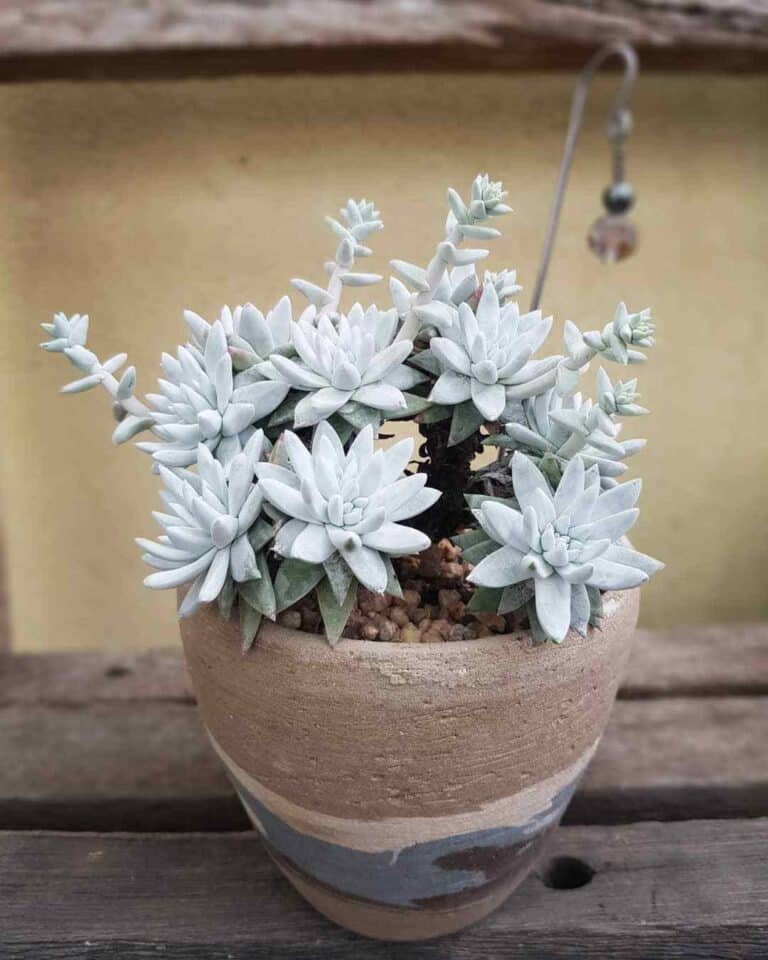 60 Types Of Popular White Succulent With Names And Pictures