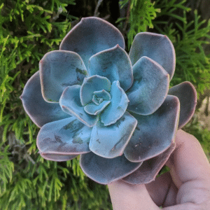 55 Gorgeous Blue Succulent With Names And Pictures