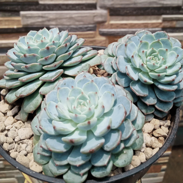 55 Gorgeous Blue Succulent With Names And Pictures