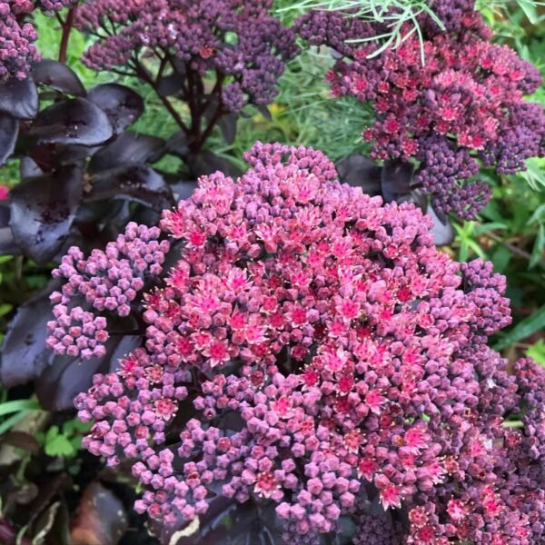 22 Popular Black Succulent With Names And Pictures