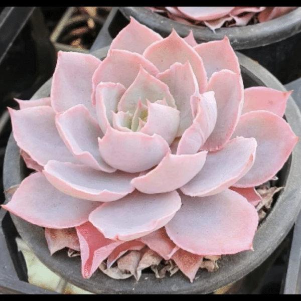 60 Popular Pink Succulents That Everyone Loves