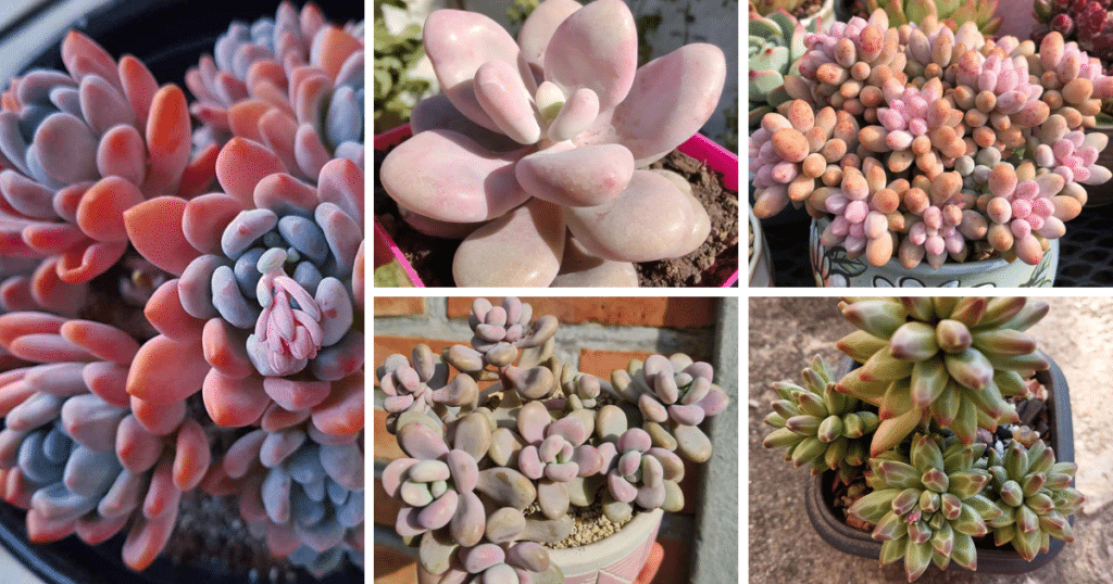 22 Types of Pachyphytum Pictorial Guide