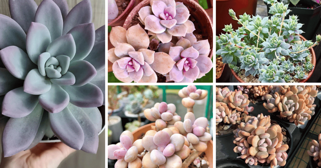 12 Types Of Graptosedum Pictorial Guide
