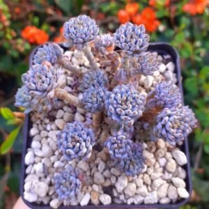 55 Gorgeous Blue Succulent With Names And Pictures