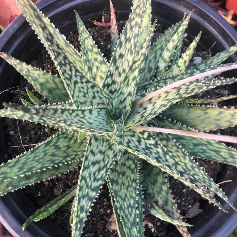 60 Types Of Popular White Succulent With Names And Pictures