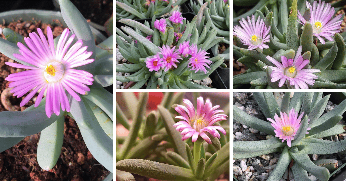 5 Types of Ebracteola Pictorial Guide