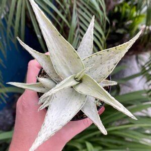 60 Types Of Popular White Succulent With Names And Pictures