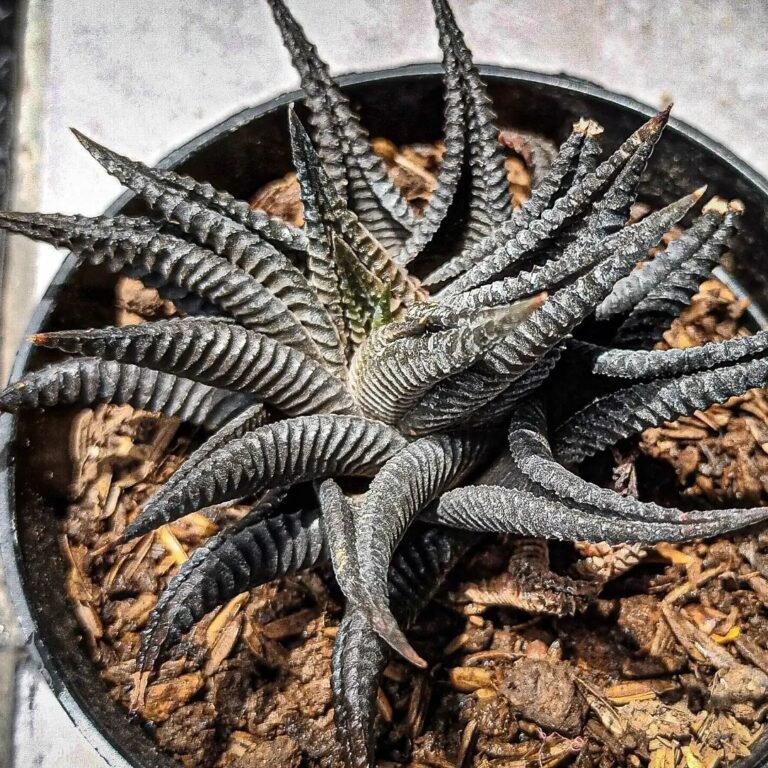 22 Popular Black Succulent With Names And Pictures