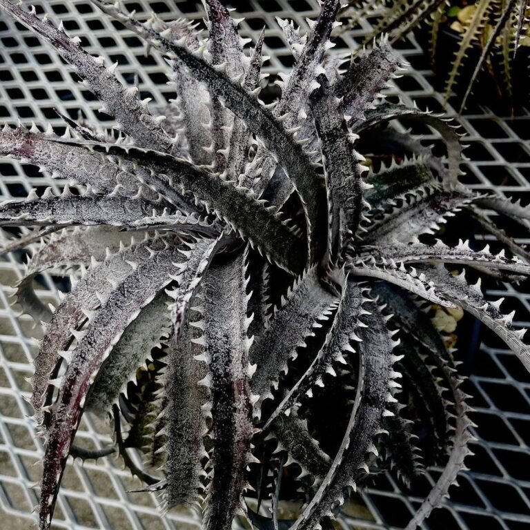 22 Popular Black Succulent With Names And Pictures