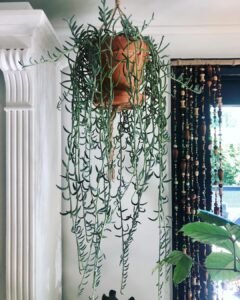 30 Types Of Trailing String Succulents Pictorial Guide