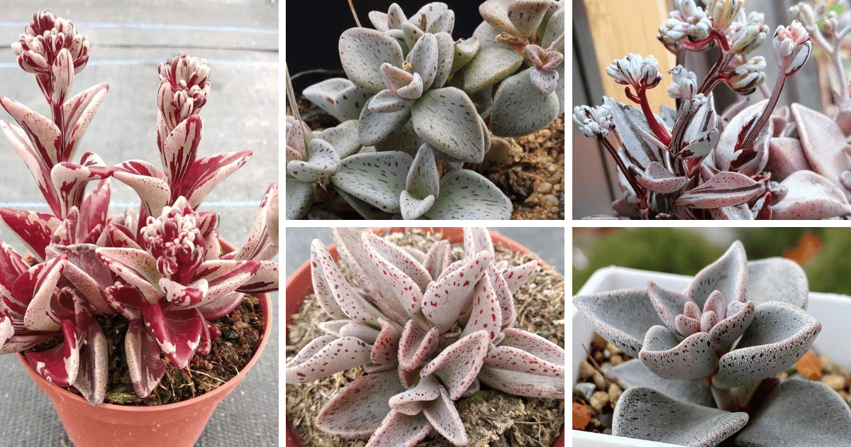 12 Types Of Graptosedum Pictorial Guide