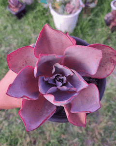 60 Popular Pink Succulents That Everyone Loves