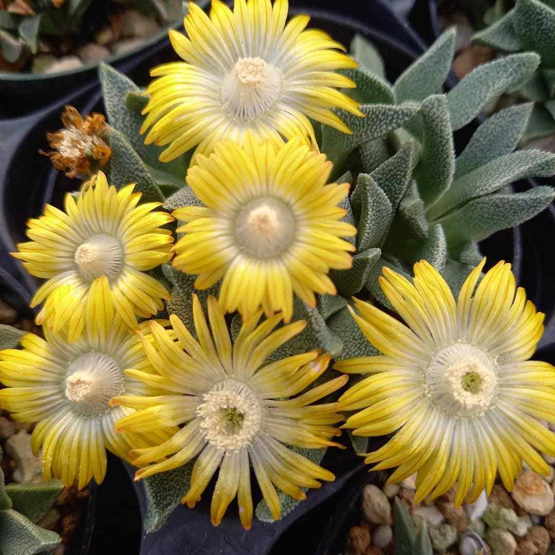 10 Types of Nananthus Pictorial Guide