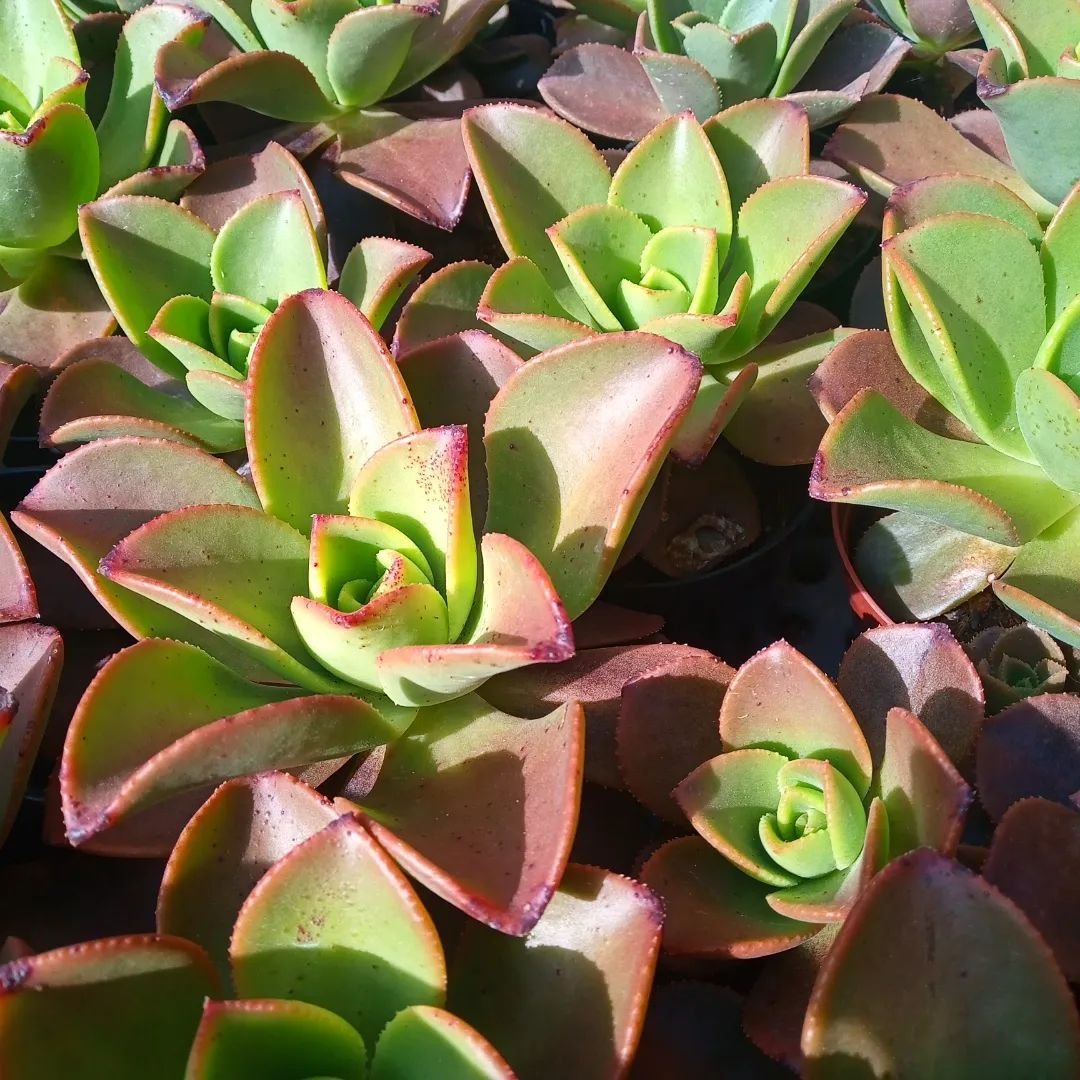 16 Types Of Greenovia Succulent Pictorial Guide
