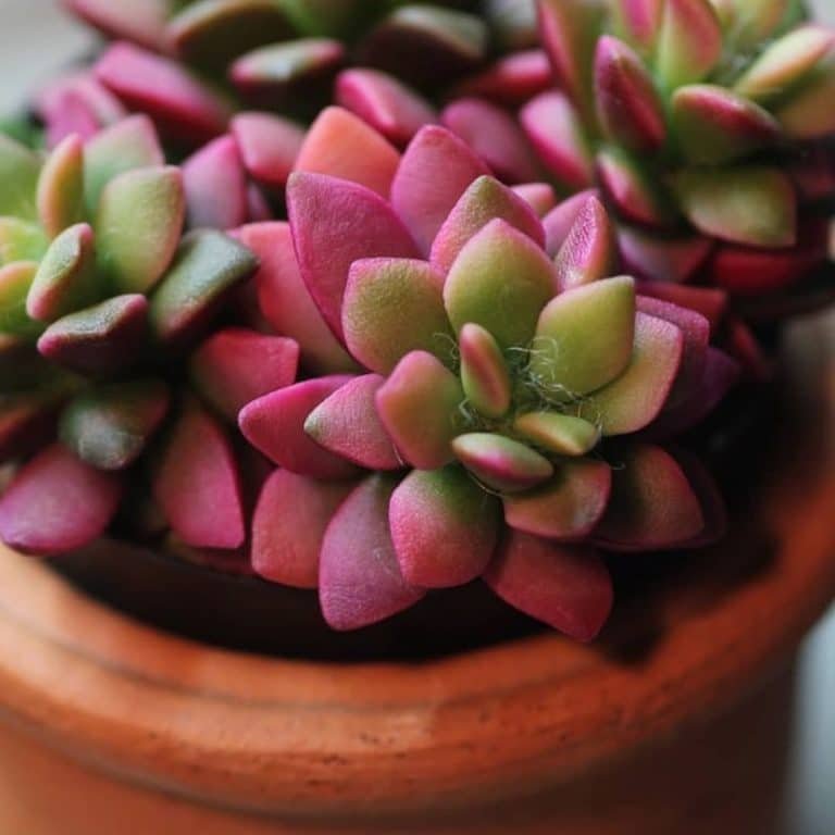 60 Purple Succulent Plants That Are Absolutely Gorgeous