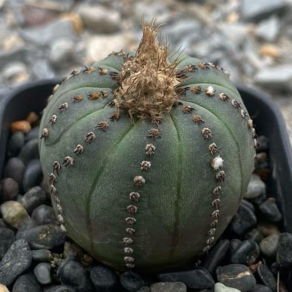 6 Types Of Astrophytum Pictorial Guide