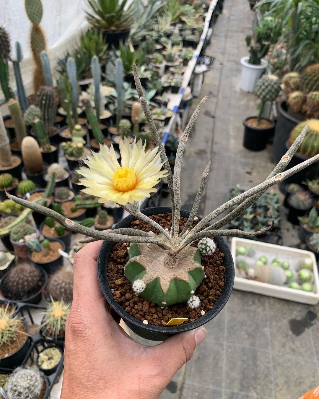 6 Types Of Astrophytum Pictorial Guide