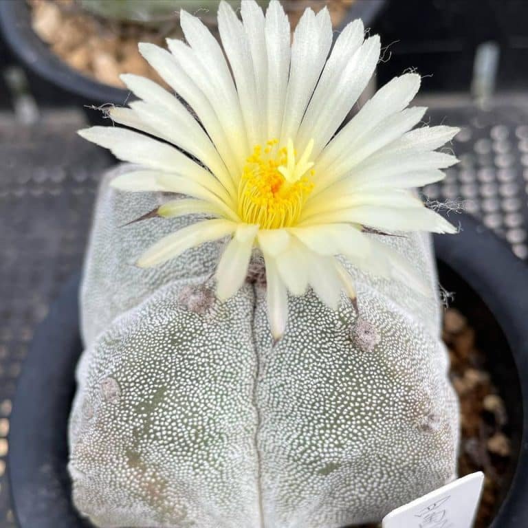 6 Types Of Astrophytum Pictorial Guide