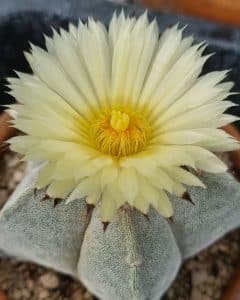 6 Types Of Astrophytum Pictorial Guide