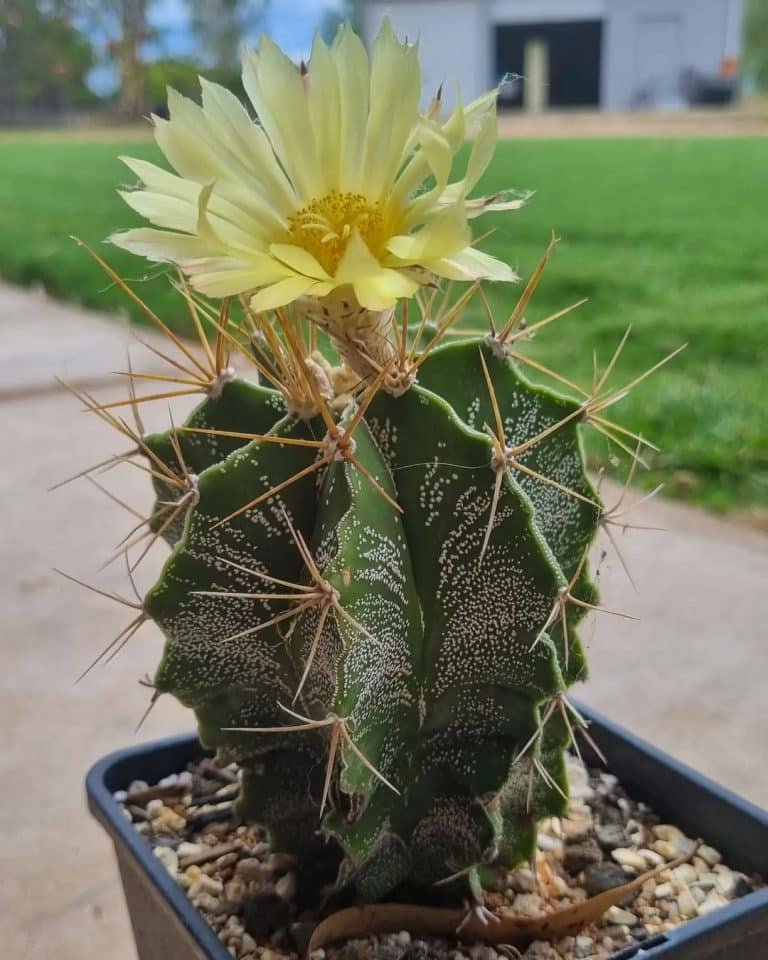 6 Types Of Astrophytum Pictorial Guide