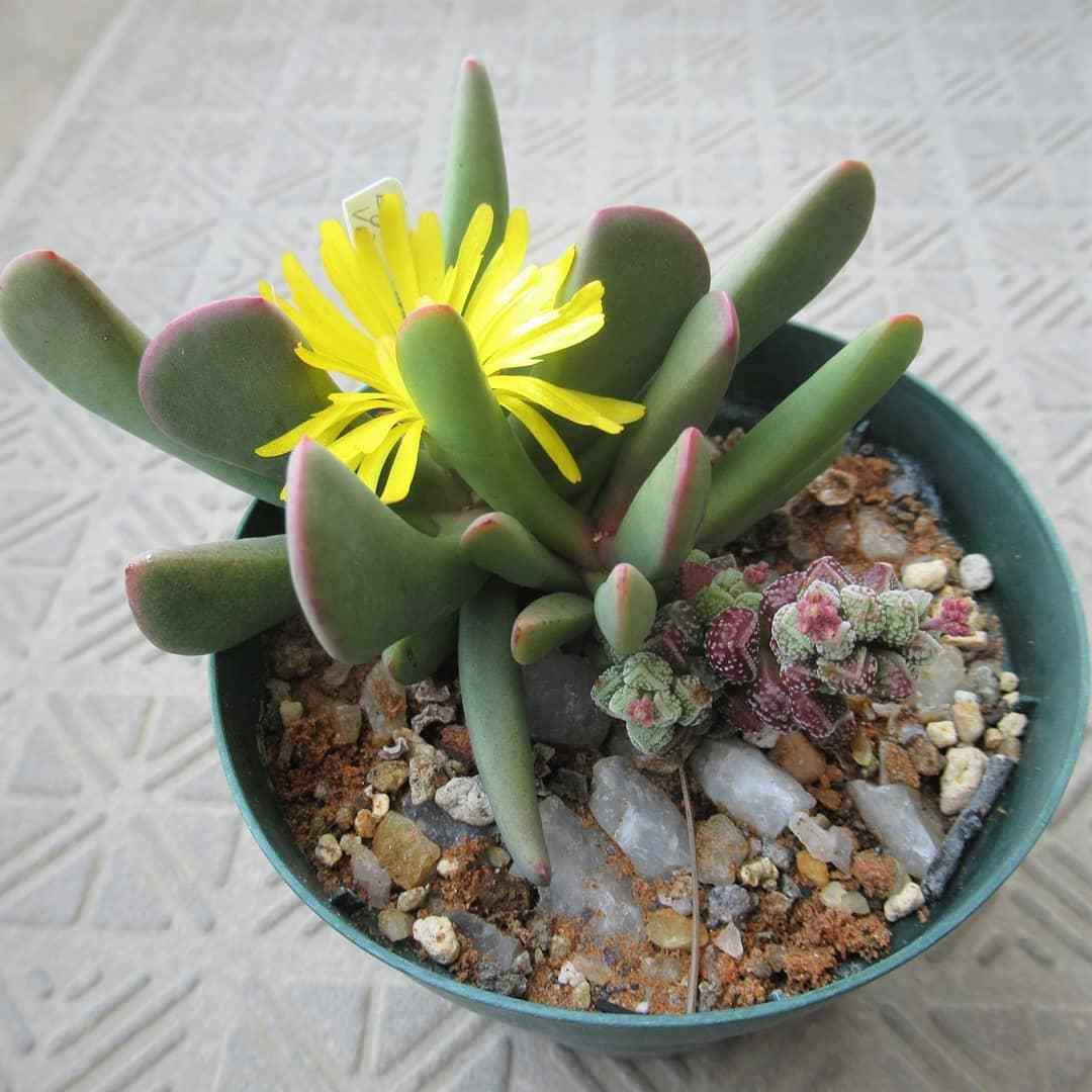 3 Types of Bijlia Succulent Pictorial Guide