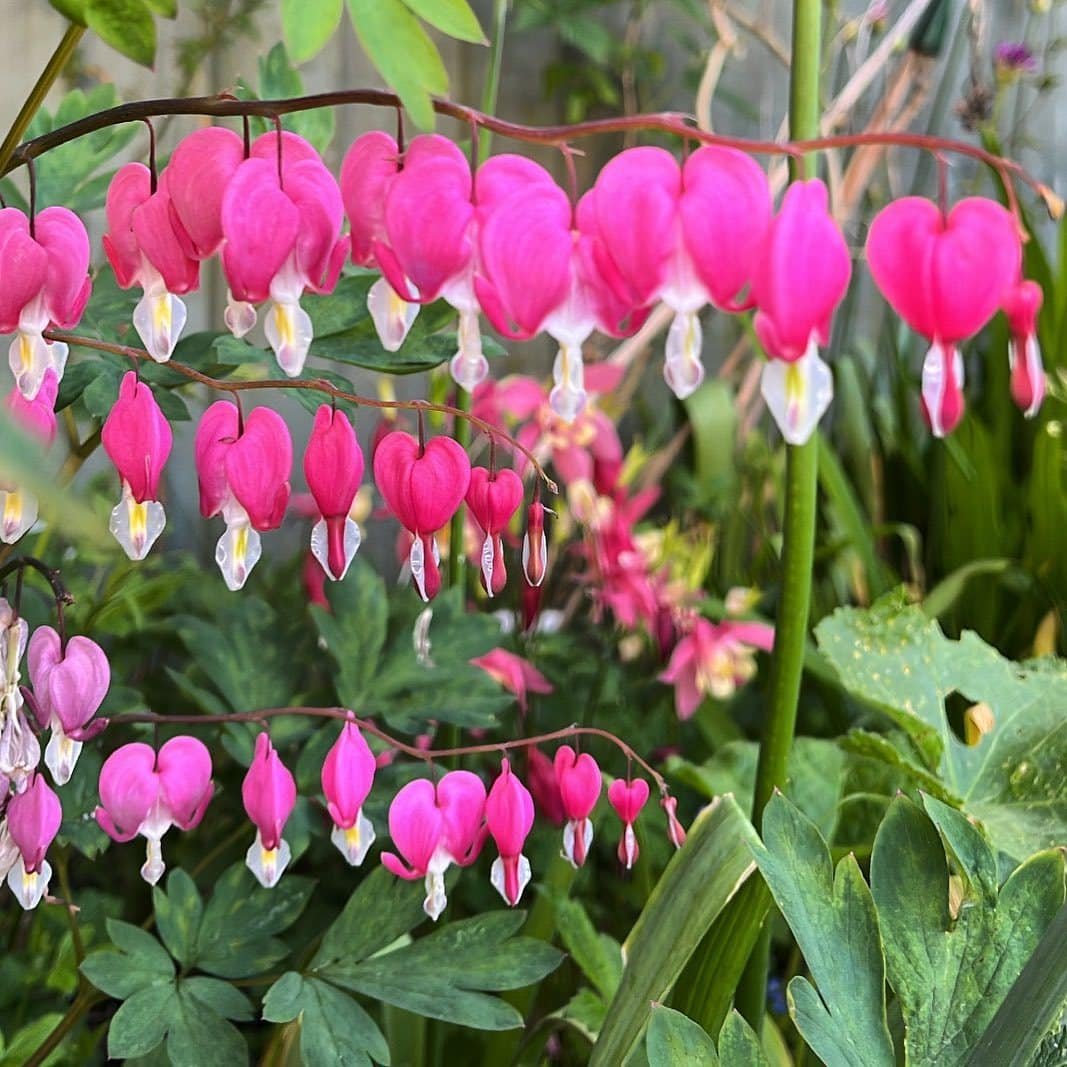 40 Weird Looking Plants That Will Blow Your Mind