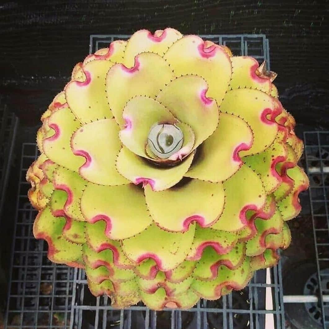 33 Rare Succulents With Names And Pictures