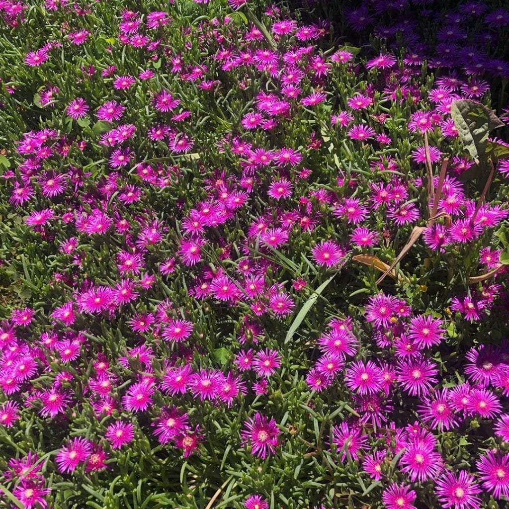 15 Types of Carpobrotus Pictorial Guide