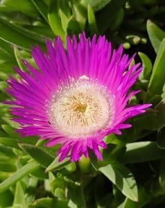 15 Types of Carpobrotus Pictorial Guide