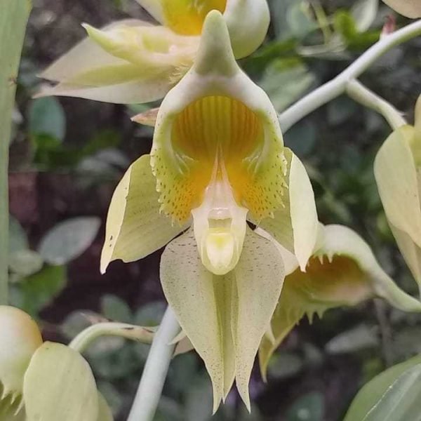 40 Weird Looking Plants That Will Blow Your Mind